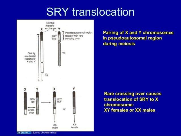Urogenital embryology