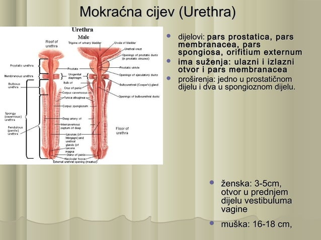 Urogenitalni trakt | PPT