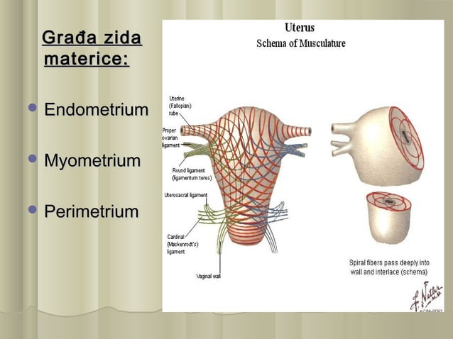 Urogenitalni trakt | PPT