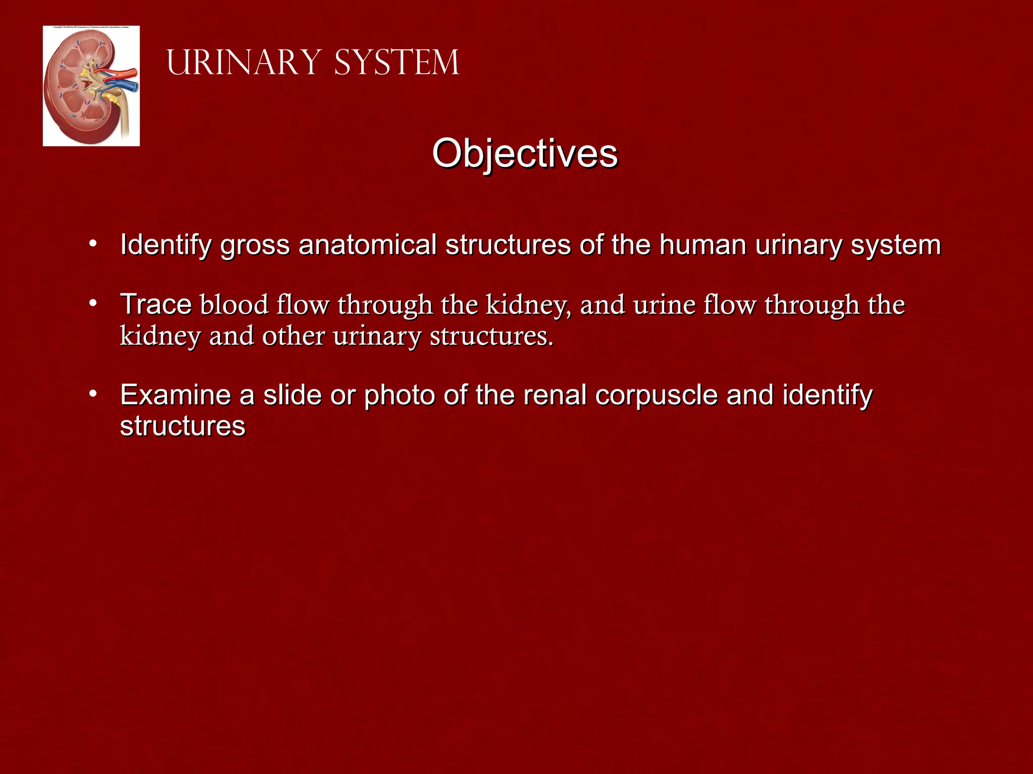 Urinary and Reproductive Systems | PPT