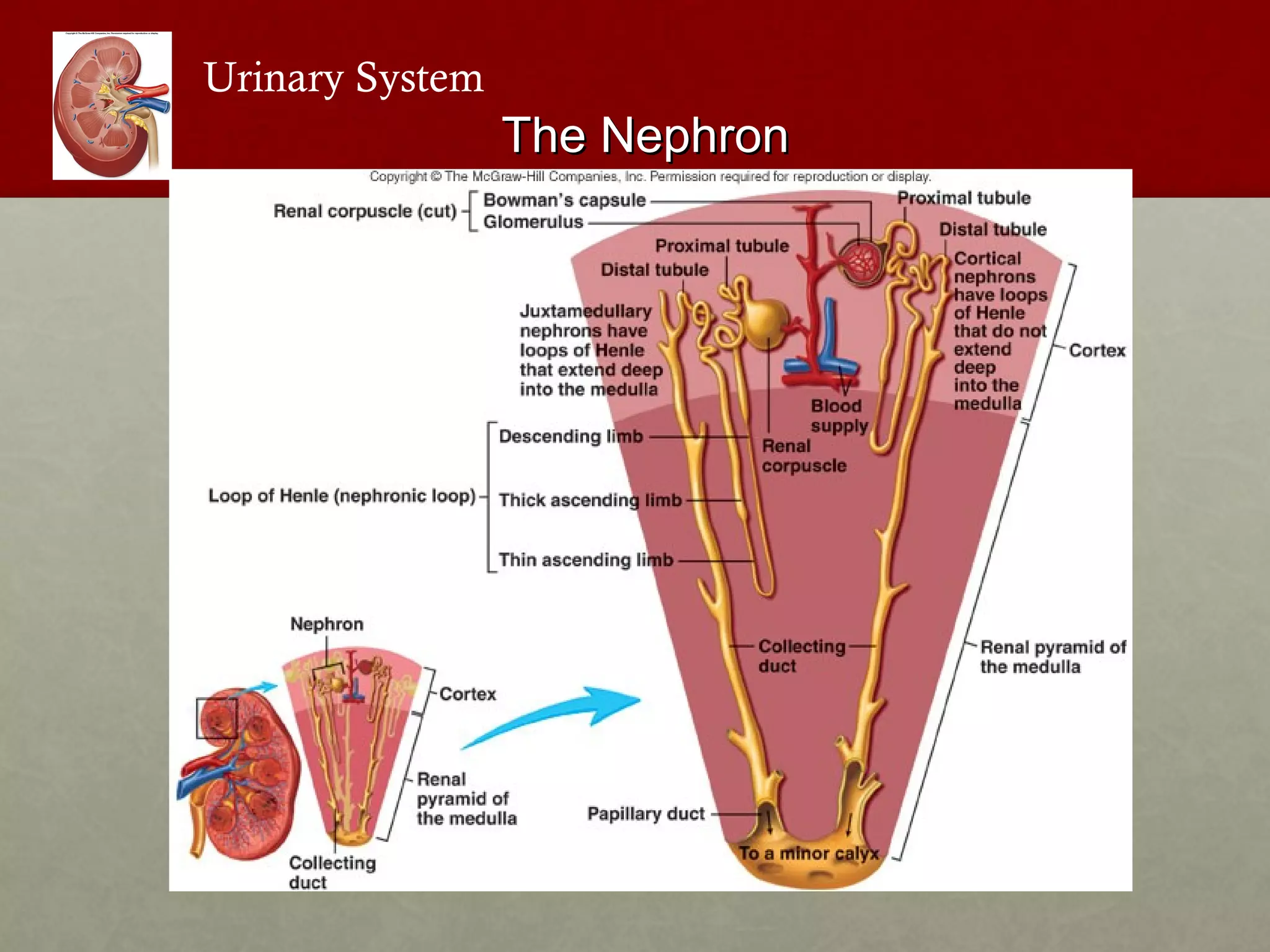 Urinary and Reproductive Systems | PPT