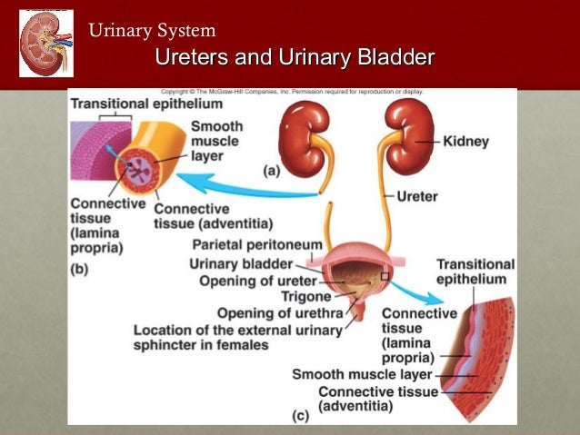 Urinary and Reproductive Systems