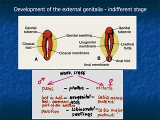Urogenital sy e | PPT