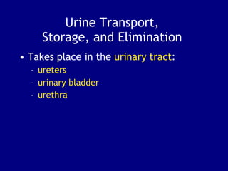 Urogenital system | PPT