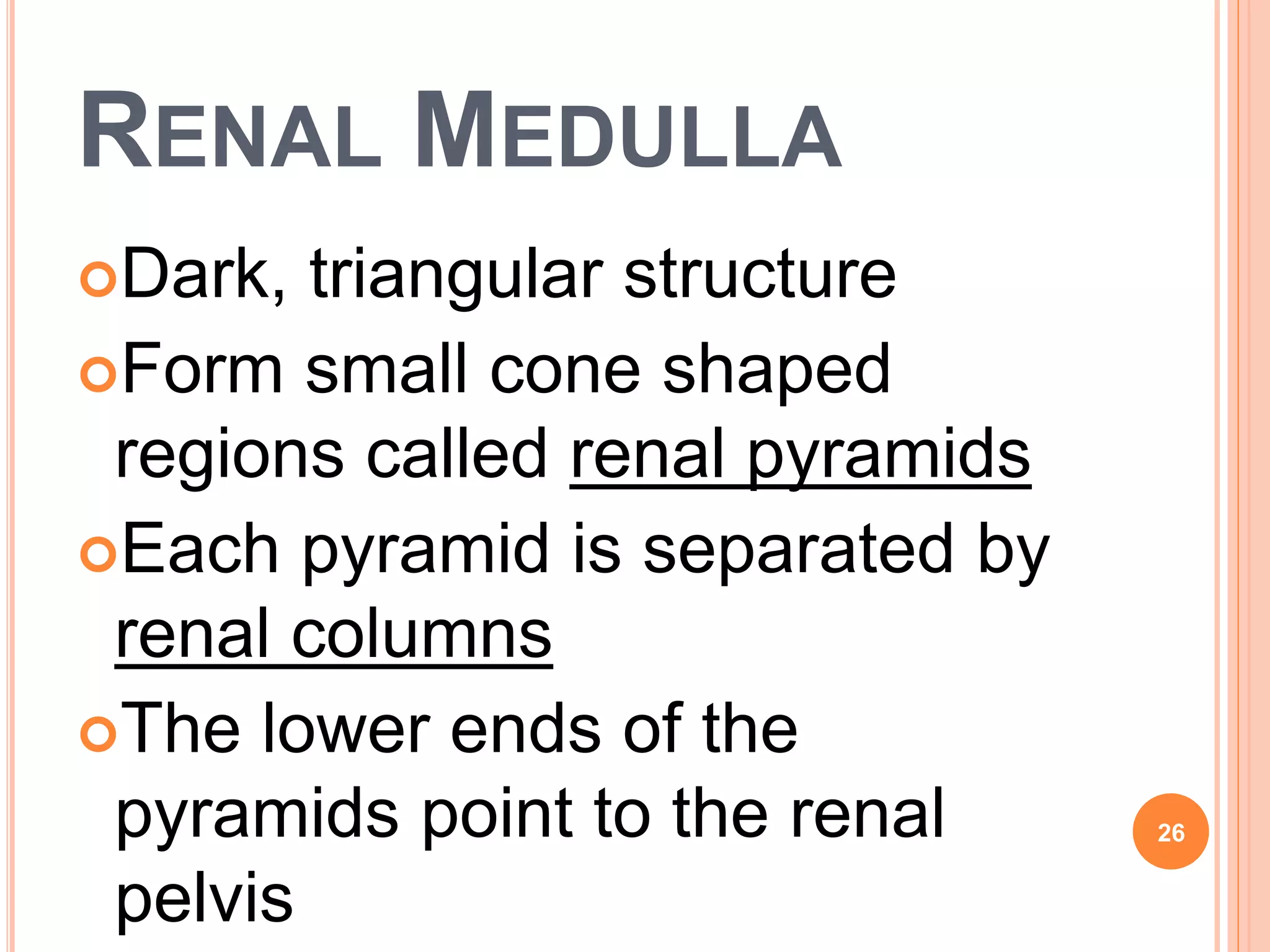 Urogenital system | PPTX