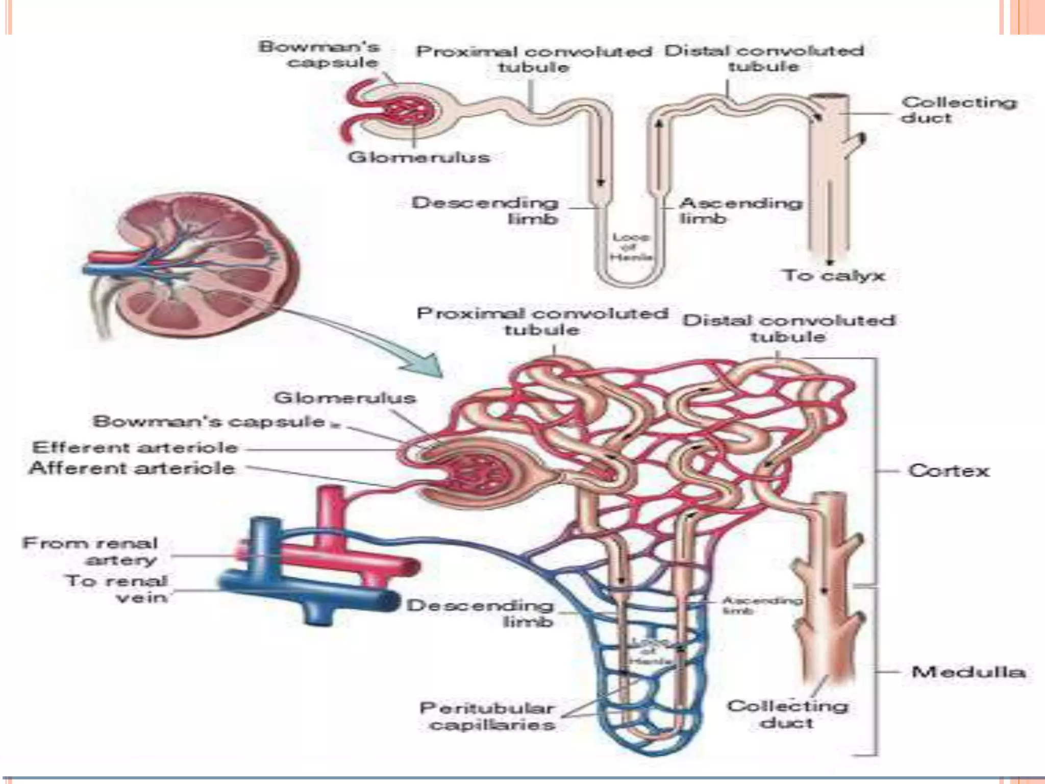 Urogenital system | PPTX