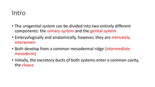 Urogenital system.pptx