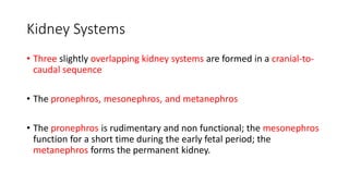 Urogenital system.pptx