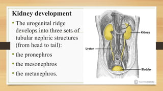 Urogenital System Embryology for medical students.pptx