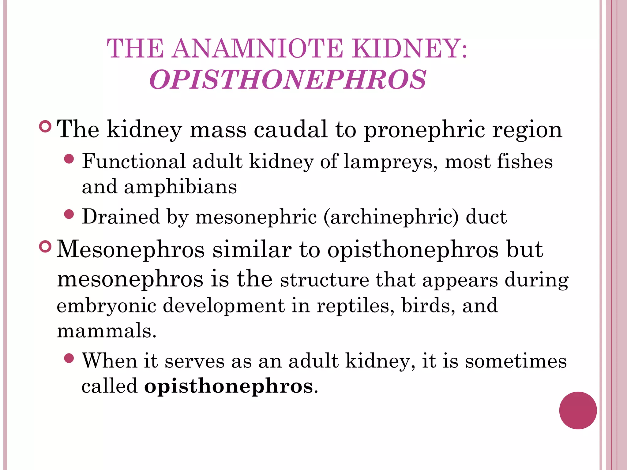 Urogenital system chap | PPT
