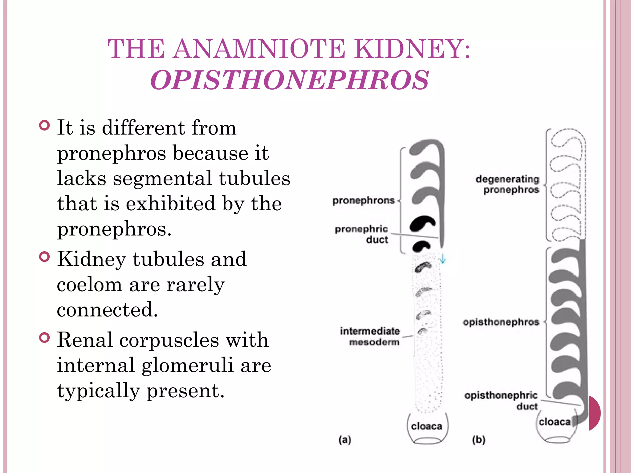 Urogenital system chap | PPT
