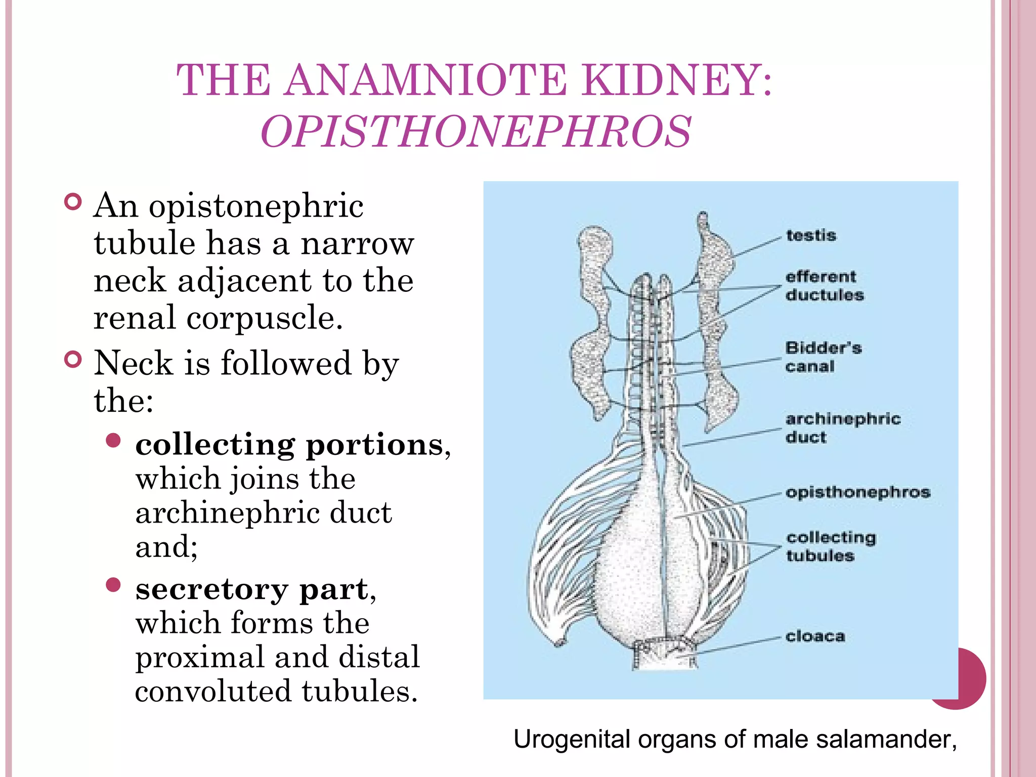 Urogenital system chap | PPT