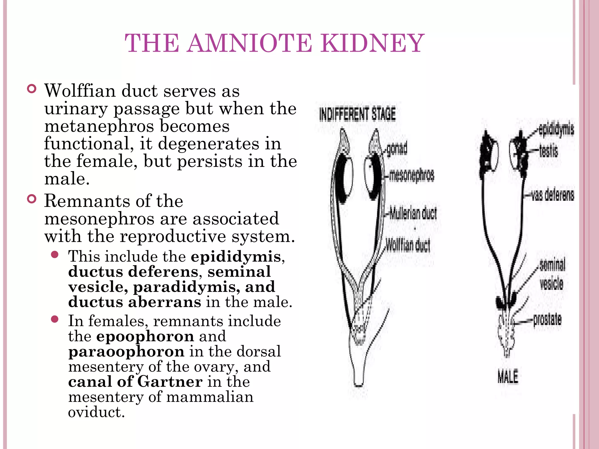 Urogenital system chap | PPT