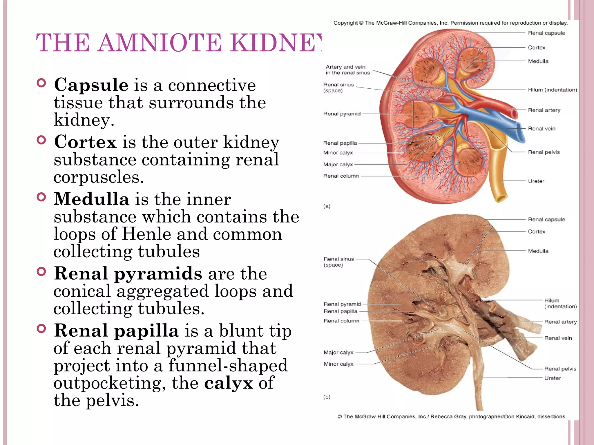 Urogenital system chap | PPT