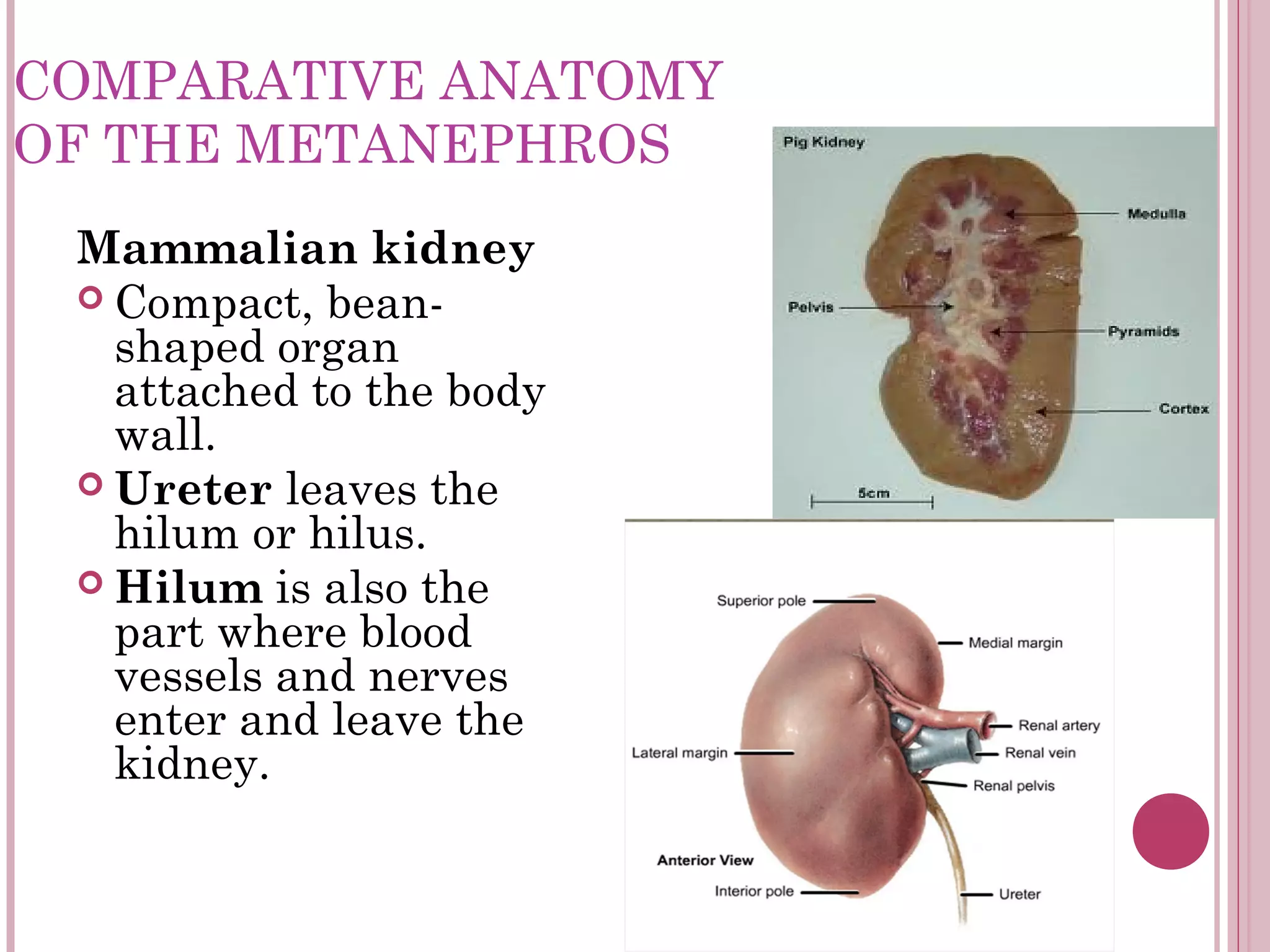 Urogenital system chap | PPT