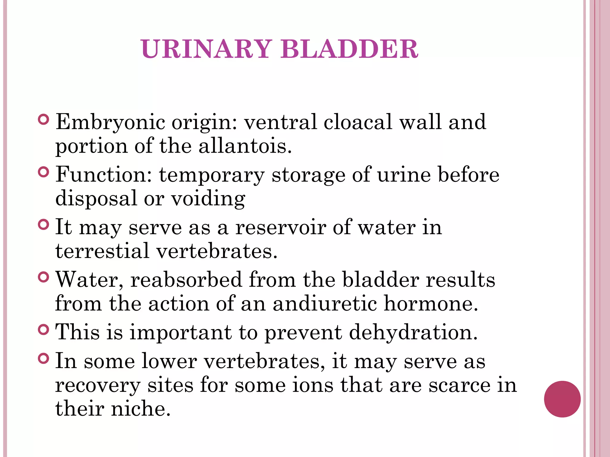 Urogenital system chap | PPT