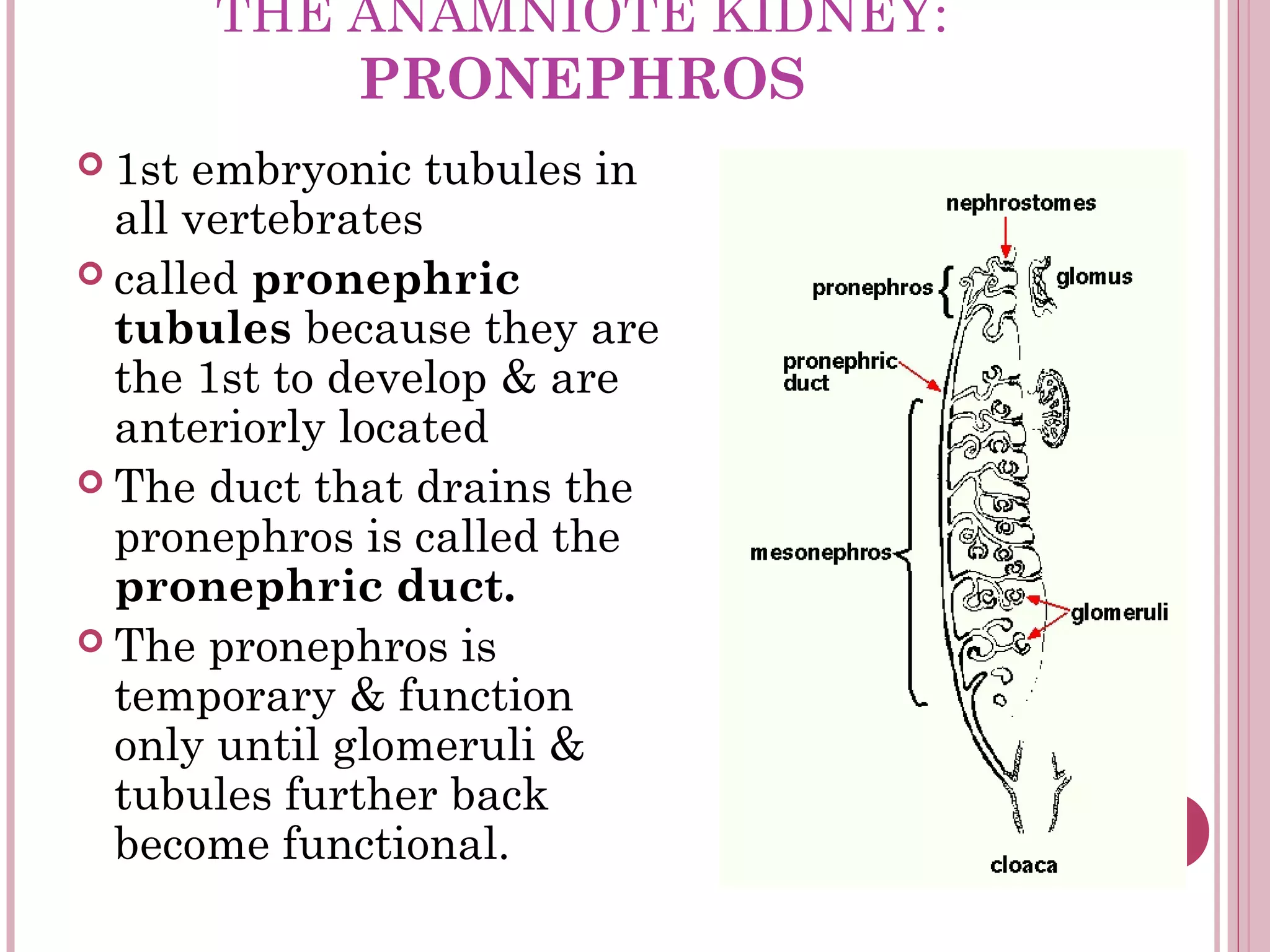 Urogenital system chap | PPT