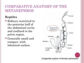 Urogenital system chap | PPT