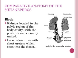 Urogenital system chap | PPT