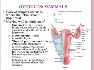Urogenital system chap | PPT