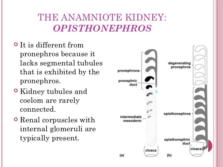 Urogenital system chap