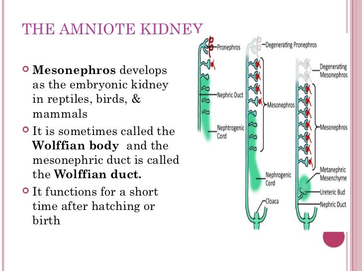 Urogenital system chap