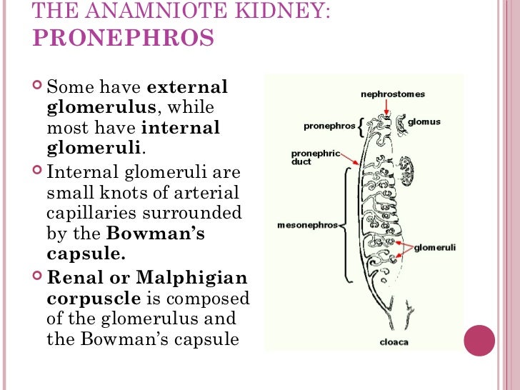 Urogenital system chap