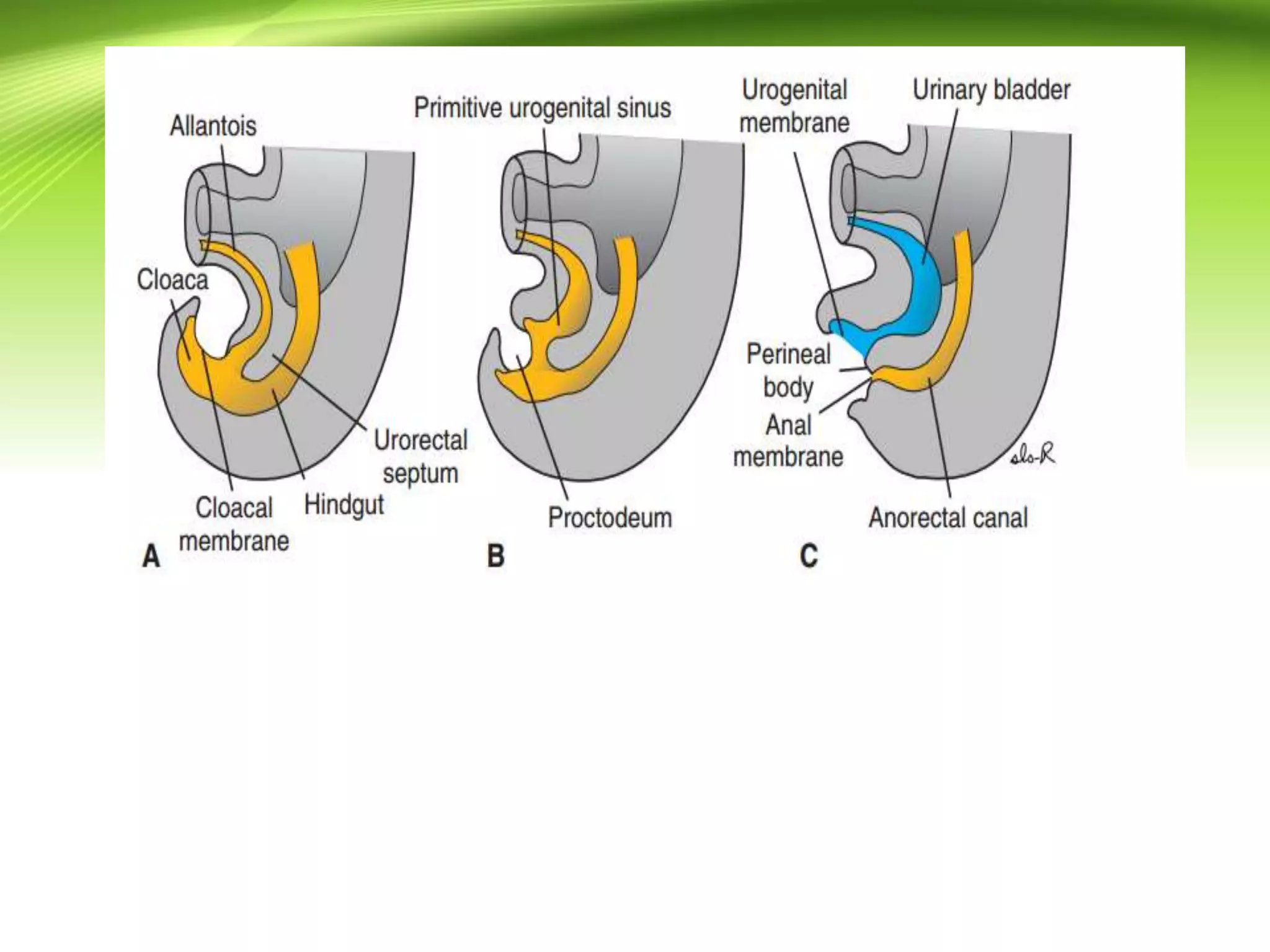 Urogenital system embryology | PPT