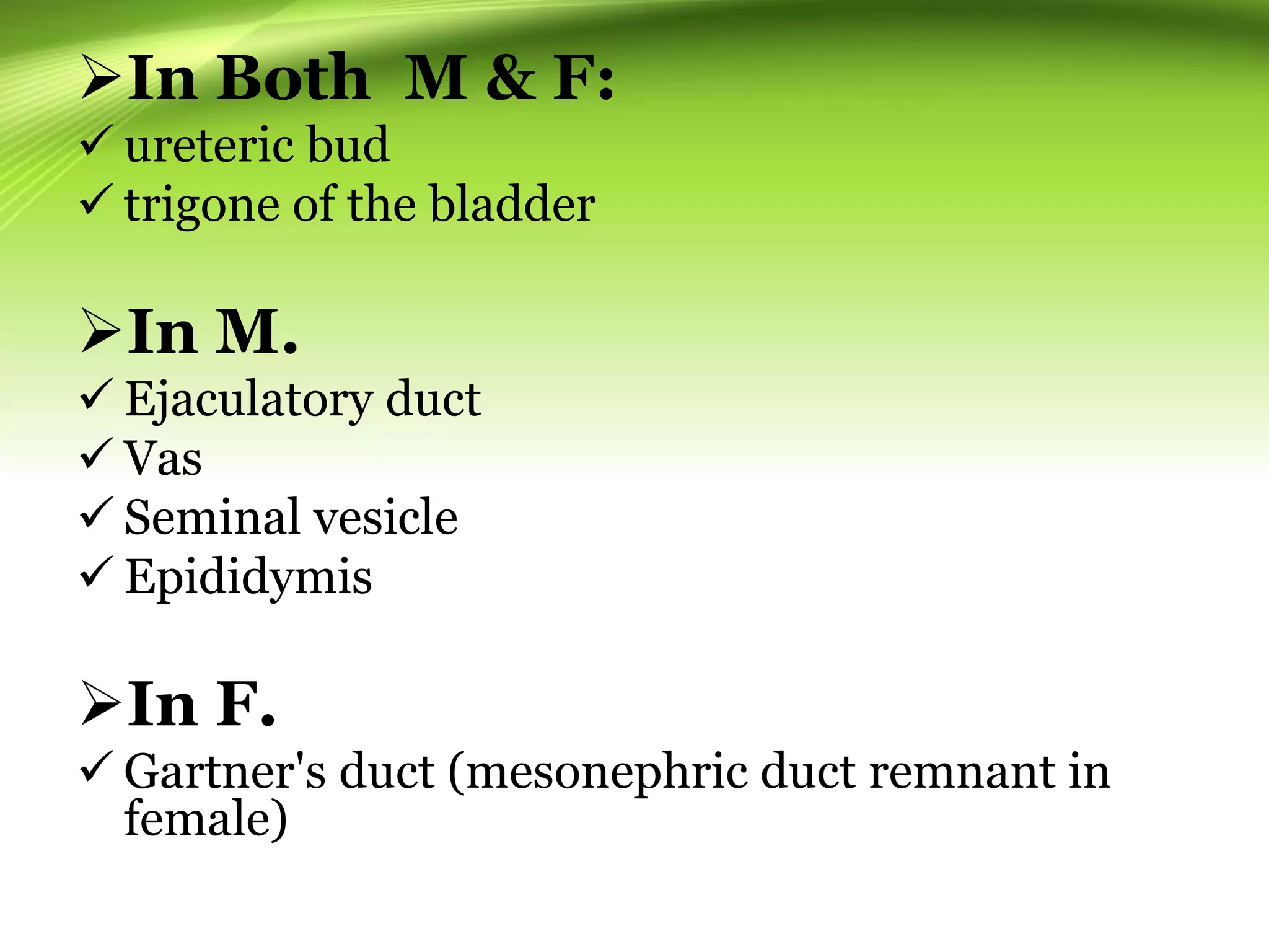 Urogenital system embryology | PPT