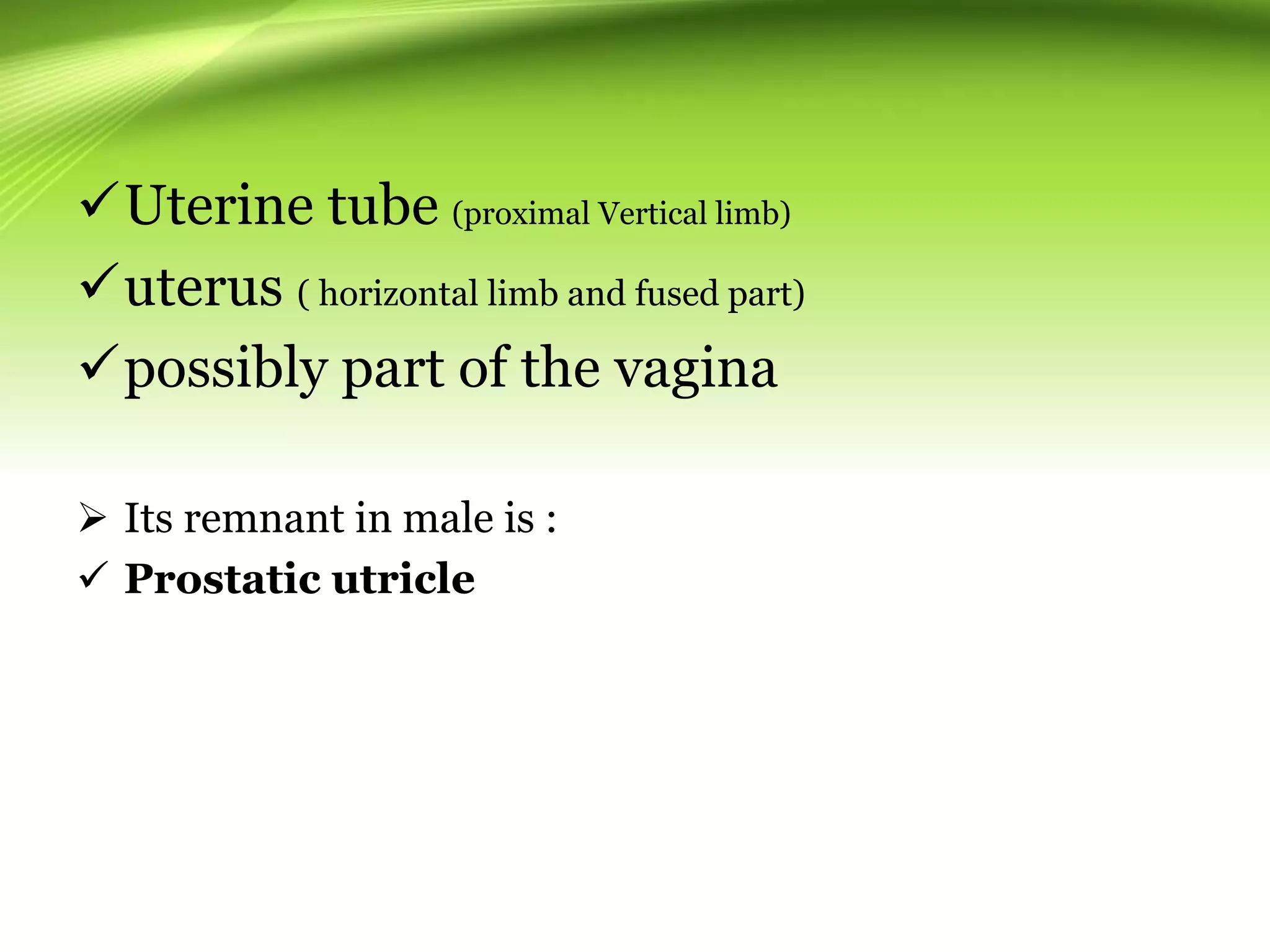 Urogenital system embryology | PPT
