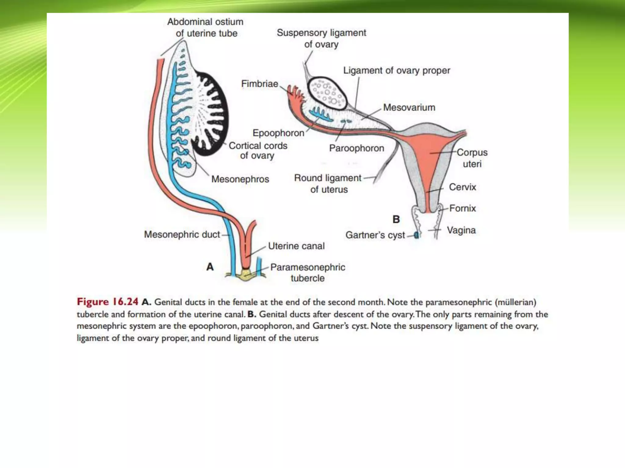 Urogenital system embryology | PPT