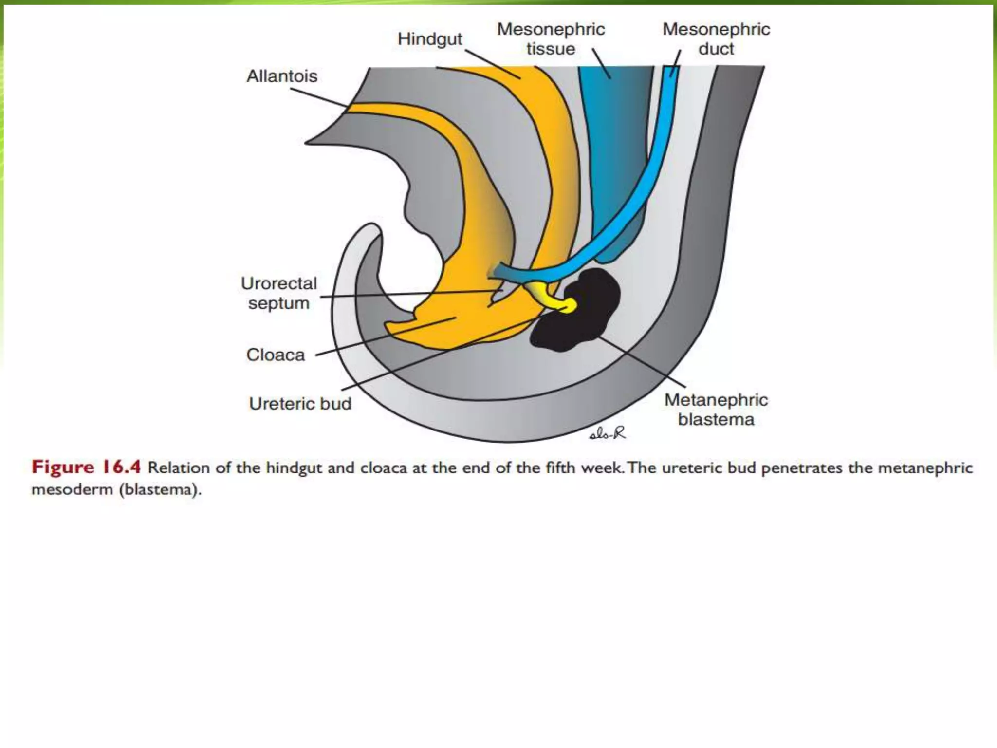 Urogenital system embryology | PPT