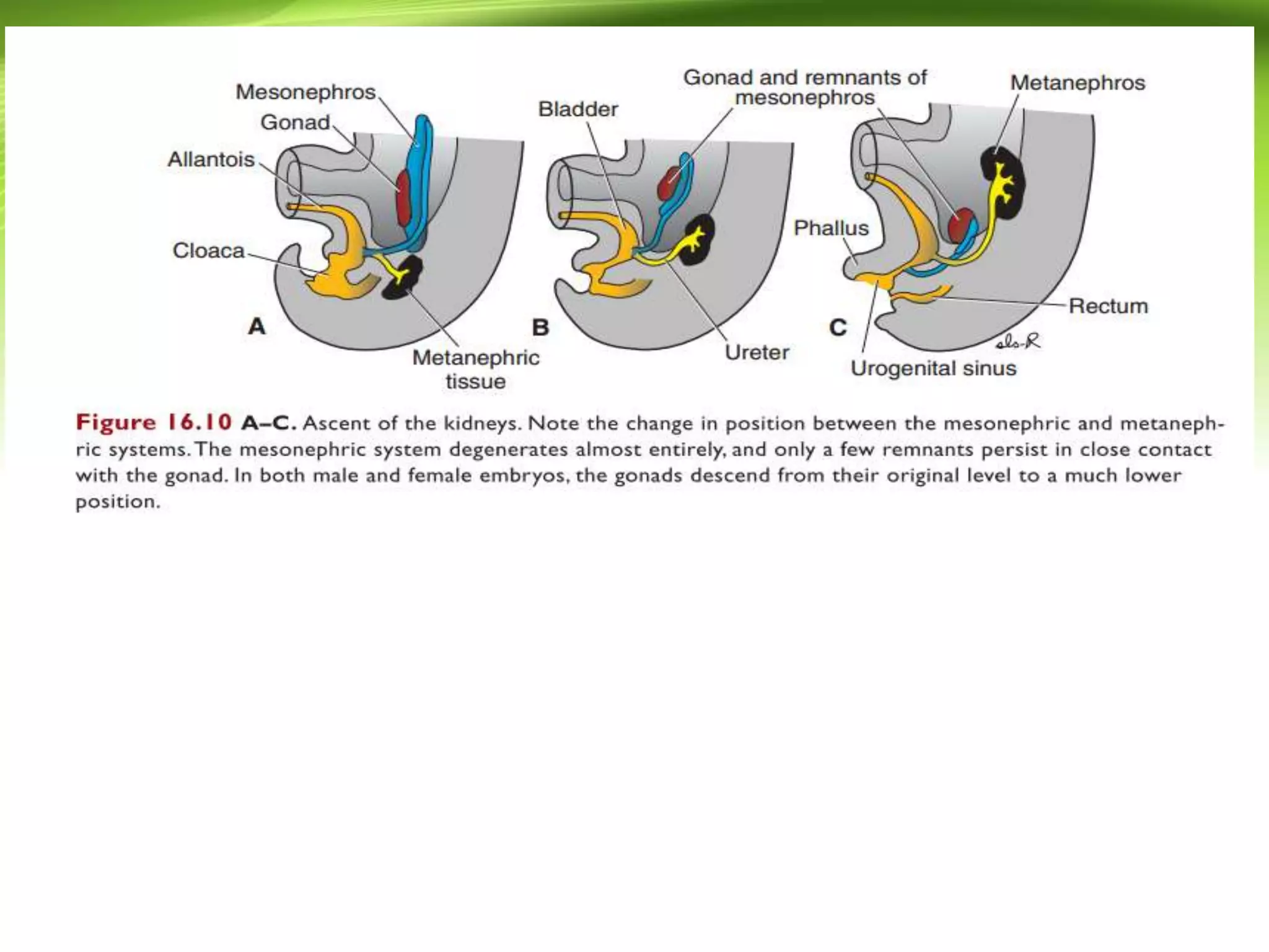 Urogenital system embryology | PPT