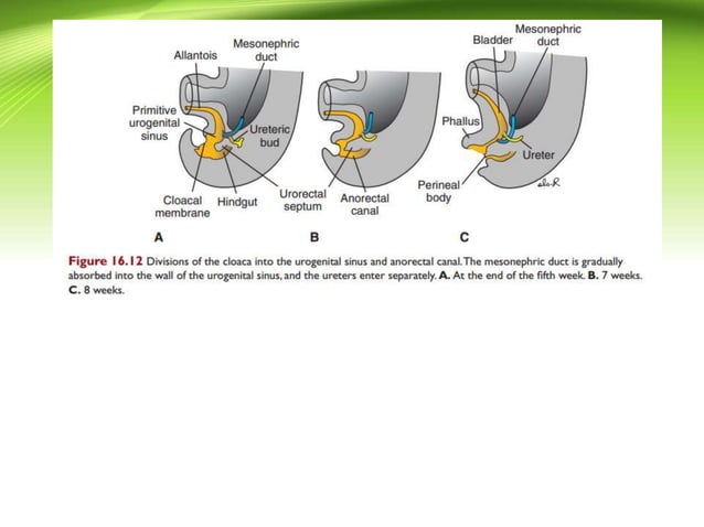 Urogenital system embryology | PPT