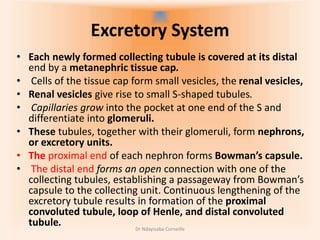 Urogenital System Embryology.pptx
