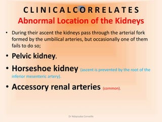 Urogenital System Embryology.pptx