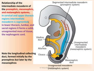 Urogenital System Embryology.pptx
