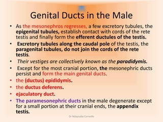 Urogenital System Embryology.pptx