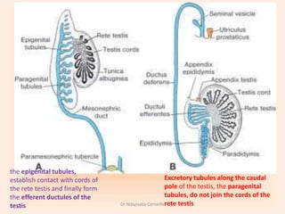 Urogenital System Embryology.pptx