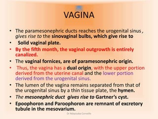 Urogenital System Embryology.pptx