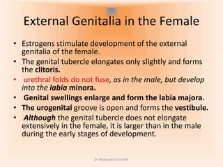 Urogenital System Embryology.pptx
