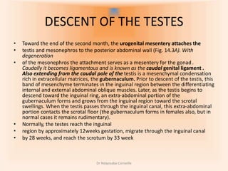 Urogenital System Embryology.pptx