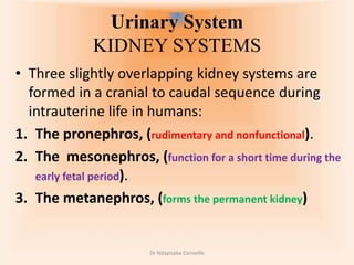 Urogenital System Embryology.pptx