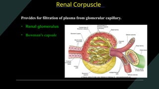 physiology of the renal system and acid base balance | PPTX