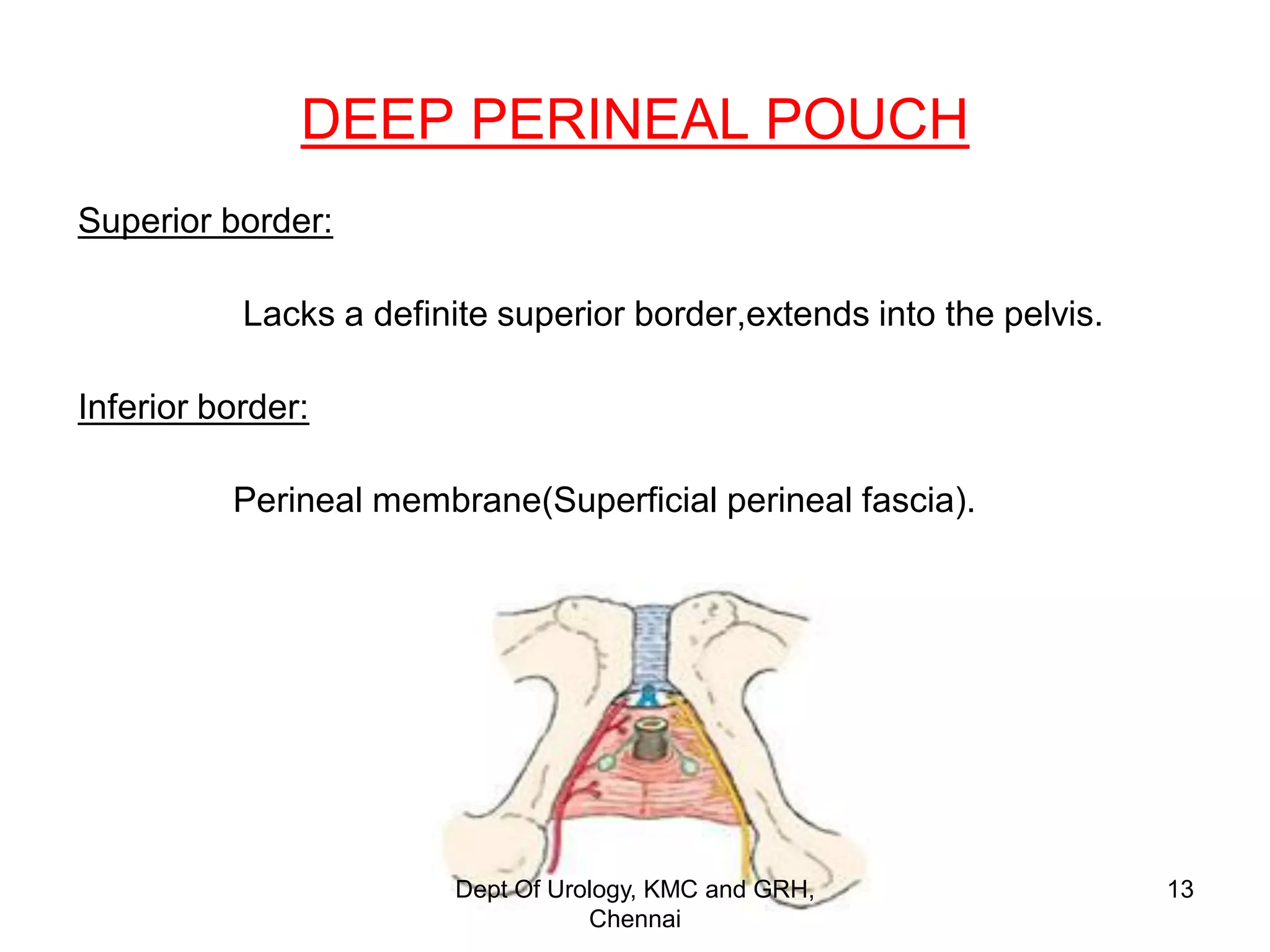 Urogenital triangle | PDF