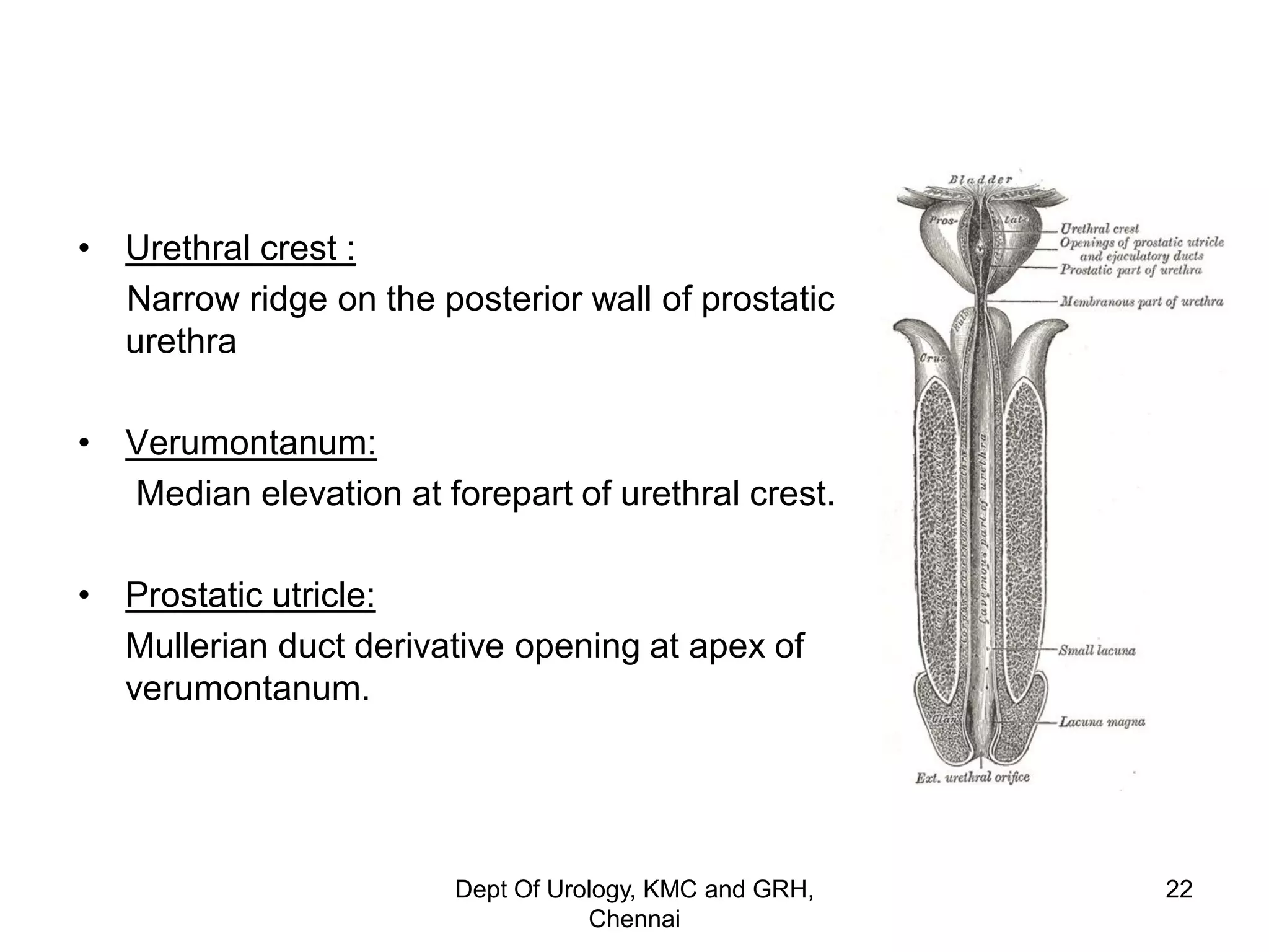 Urogenital triangle | PDF