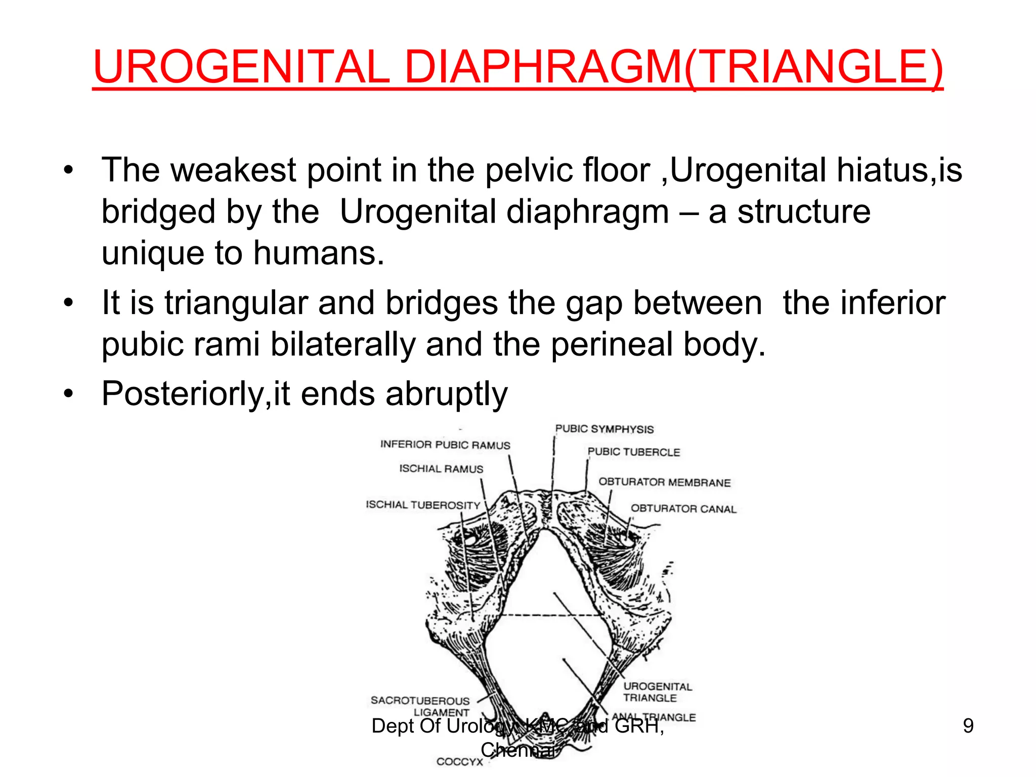 Urogenital triangle | PDF