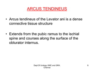 Urogenital triangle | PDF