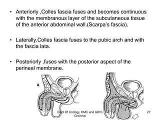 Colles Fascia