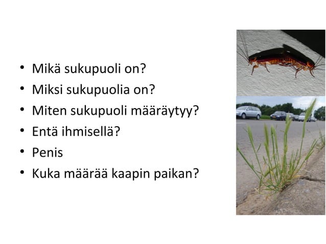 Uroksen biologiaa | PPT